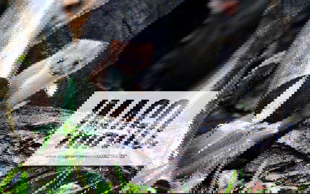 Ermine, Large mouse weasel Hermelin, Großes Mauswiesel Hermelin, Großes