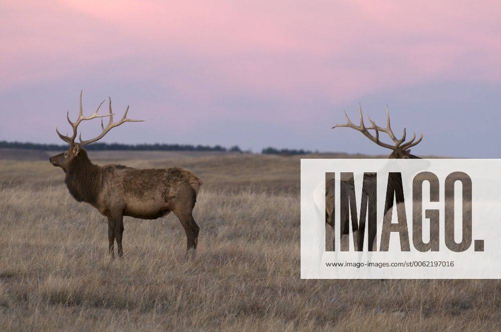 Bull elk or wapiti (Cervus canadensis) at sunset in tall grasslands of ...