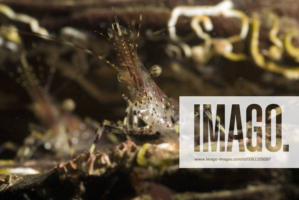 Detail of a dock shrimp, Pandalus danae, on an underwater ledge in the ...