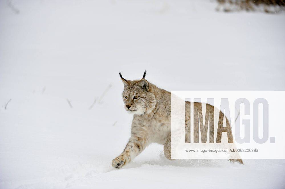 Eurasian lynx, Bozeman, Montana, USA acp