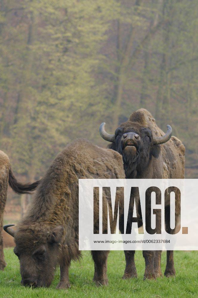 Berg-Wisent, Bergwisent, Europaeisches Bison, Paar auf der Wiese ...