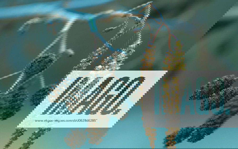 Schwarzerle, Schwarze Erle, Schwarz-Erle (Alnus glutinosa), reife ...