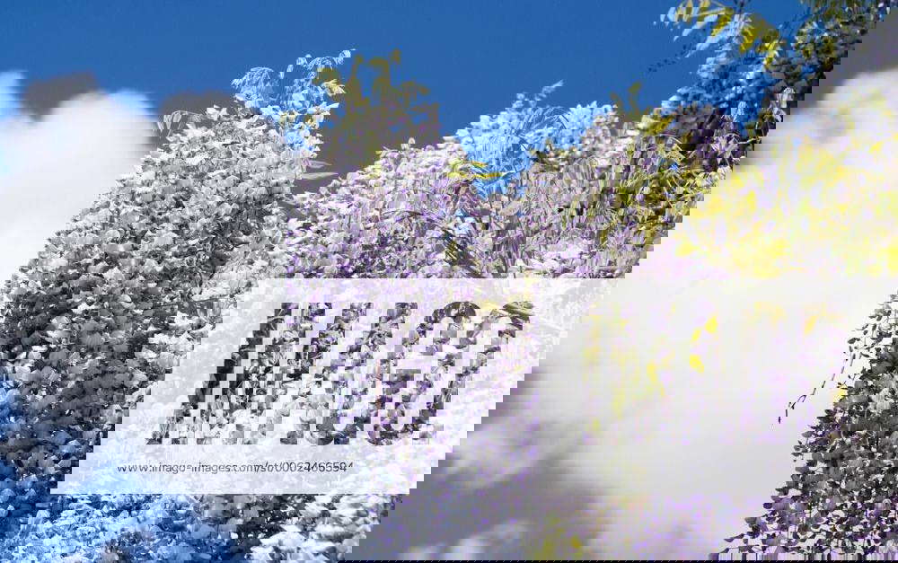 Blauregen, Glyzine, Glyzinie, Glycinie, Wisterie, Chinesischer Blauregen (Wisteria sinensis), bluehe