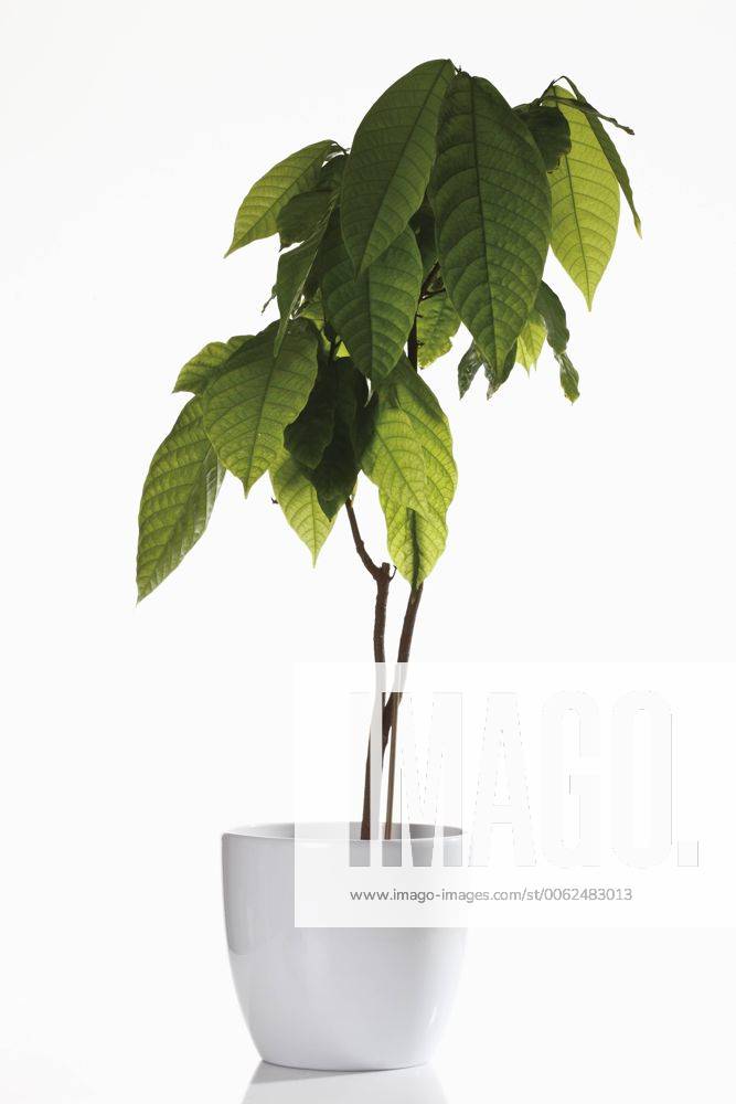 Cacao plant in flower pot