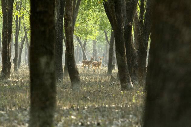 Spotted deer in the forests of Nijhum Dwip, a cluster of islands ...