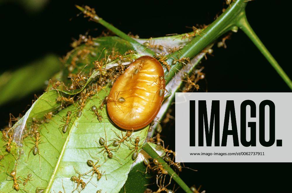 Ant butterfly larva predatory on Weaver ants entering ants nest to seek ...