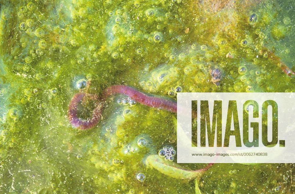 Earthworm after heavy rains, when the ground becomes water-logged ...