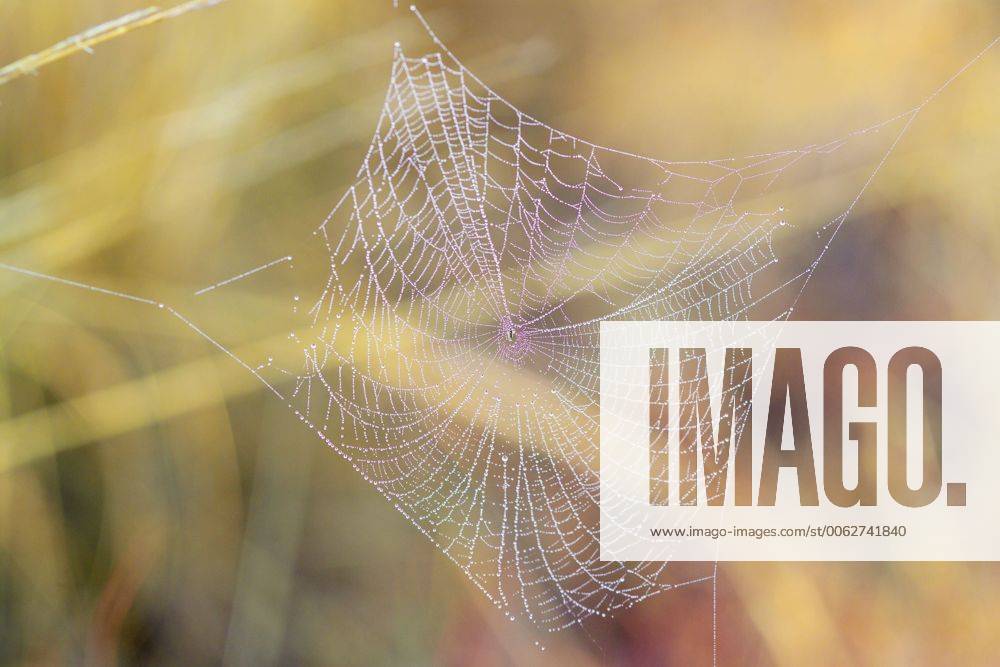 Drops of morning mist caught in spider s web, Broadmere Station ...