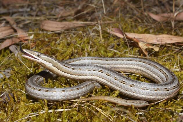 Myalup, Western Australia Burtons legless lizard . When threatened will ...