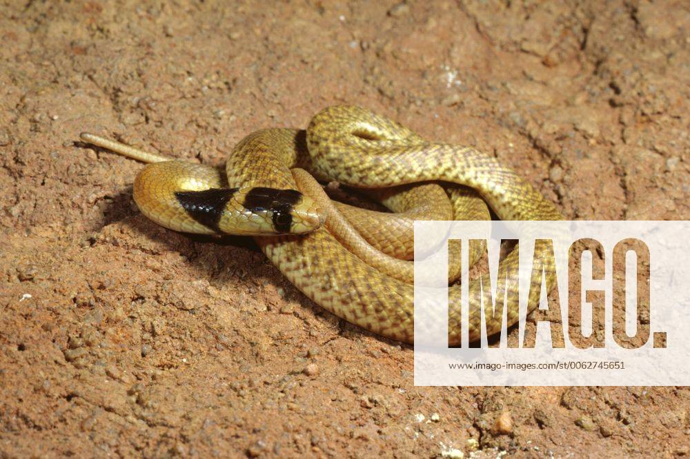 Western brown snake or Gwardar, venomous; very dangerous. Lake Way ...