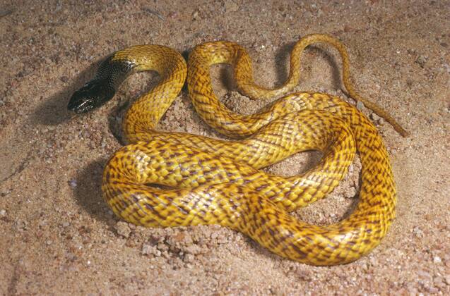 Western brown snake or Gwardar, venomous; very dangerous. Lake Way ...