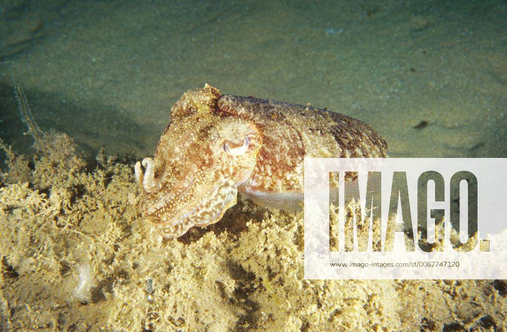 Common cuttlefish, hovering near reef. Porto Palo, Sicily, Italy ...