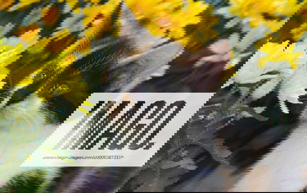 Hauskatze, Haus-Katze (Felis silvestris f. catus), junge ...