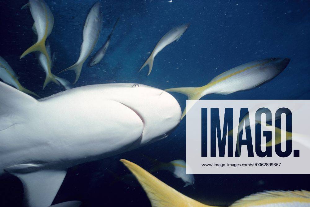 Caribbean reef shark {Carcharhinus perezi} and Yellowtail snapper fish ...