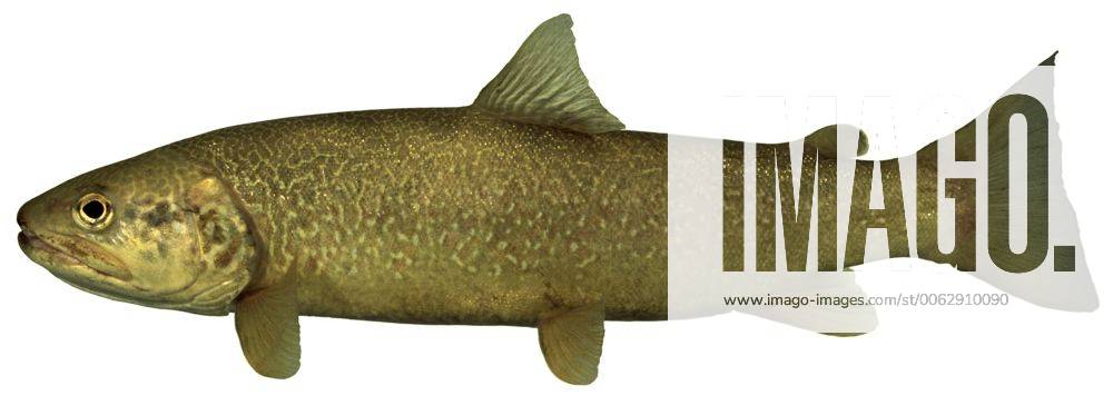 Marble trout (Salmo trutta marmorata) morph of the Brown Trout, Europe