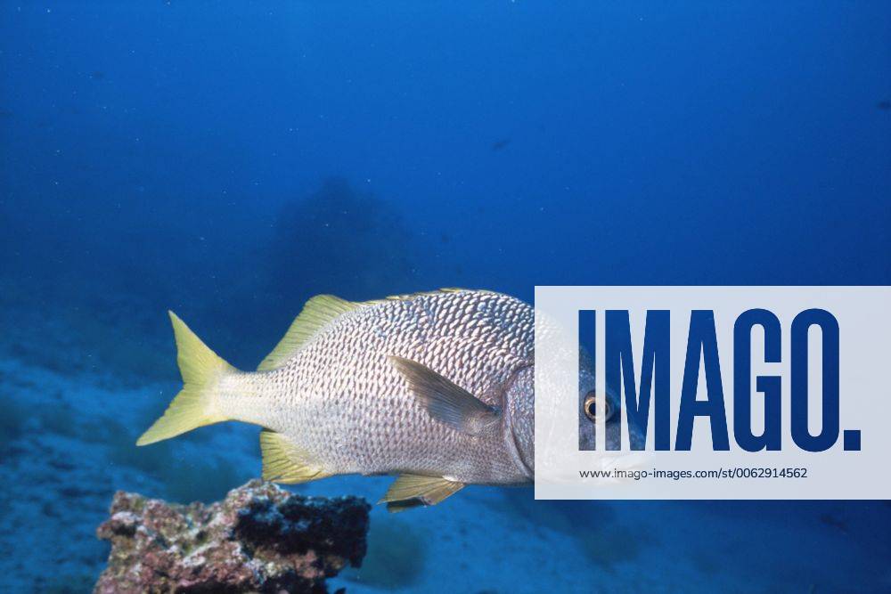 Yellowtail grunt {Anisotremus interruptus} Galapagos