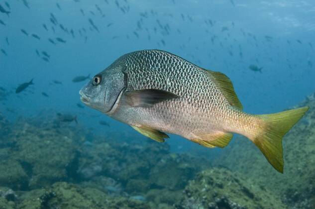 Yellowtail grunt {Anisotremus interruptus} Galapagos