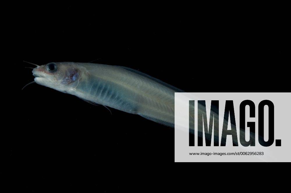 Rockling (Gaidropsarus sp) a seabed dweller from the Mid-Atlantic Ridge ...