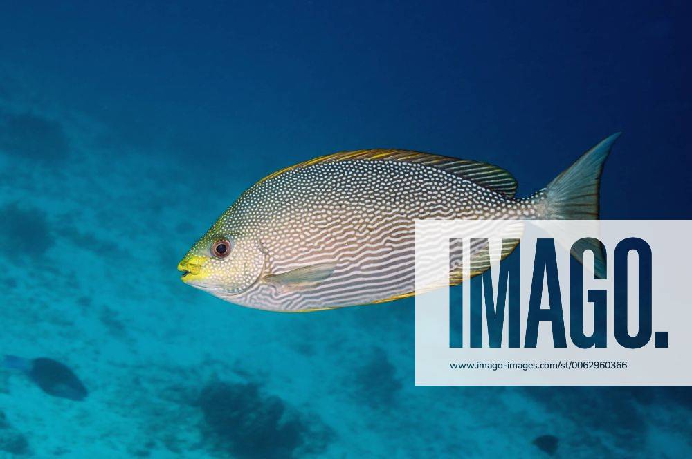 Java rabbitfish (Siganus javus) Andaman Sea, Thailand