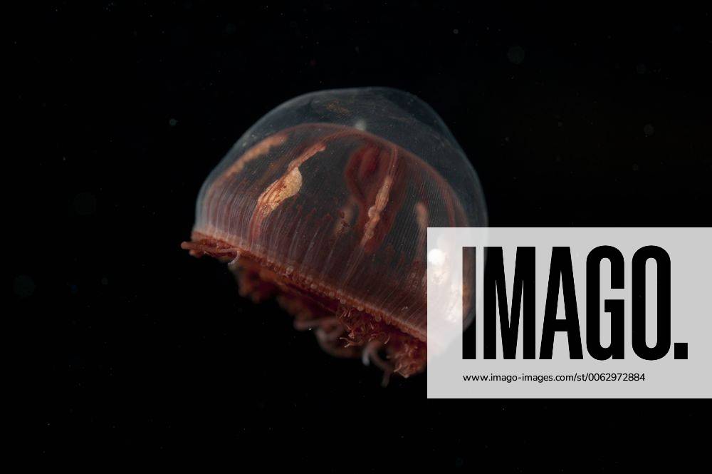 Deepsea Hydromedusa Trachymedusa (Benthocodon sp) approx 2700m, Mid ...