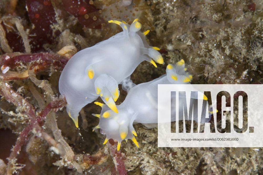 Nudibranchs (Polycera faeroensis) mating. Channel Islands, UK, June