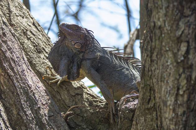 Gruener Leguan, grosses Maennchen auf Baum sitzend, Portrait, Costa ...