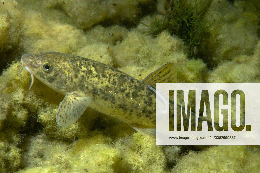 Barbel (Barbus meridionalis petenyi) with leech, Albania, May