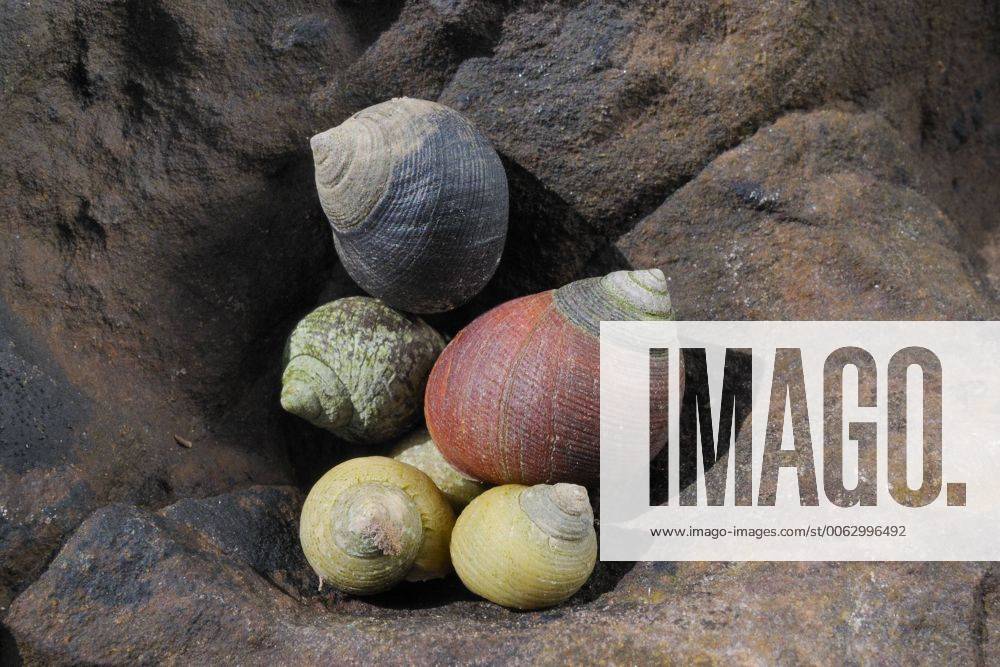 Common periwinkles (Littorina liitorea) alongside yellow and brown ...