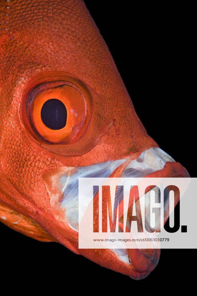 A portrait of a crescent-tail bigeye (Priacanthus hamrur) yawning ...