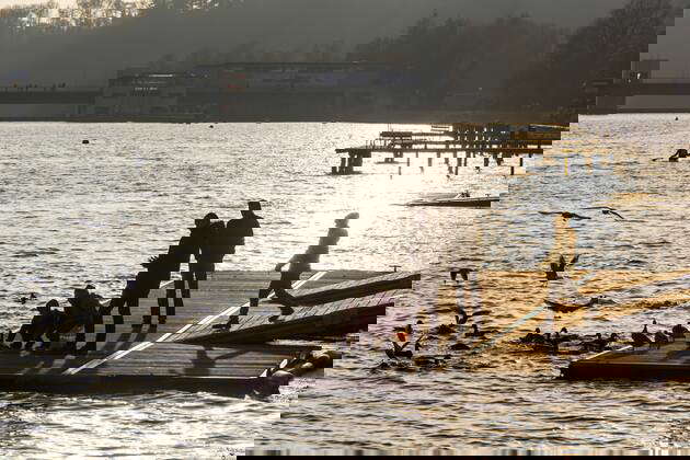 Winter Spaziergang am Essener Baldeneysee, ein Stausee der Ruhr, Enten ...