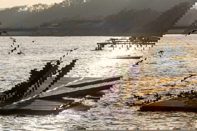 Winter Spaziergang am Essener Baldeneysee, ein Stausee der Ruhr, Enten ...