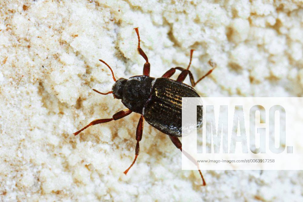 Klauenkaefer, Hakenkaefer, Elmis latreillei, auf Sand, Deutschland ...