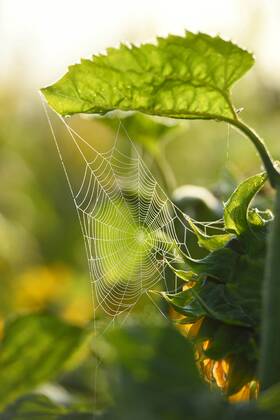 Sonnenblume, Sonnen-Blume, mit Getreideaehren, Deutschland common ...