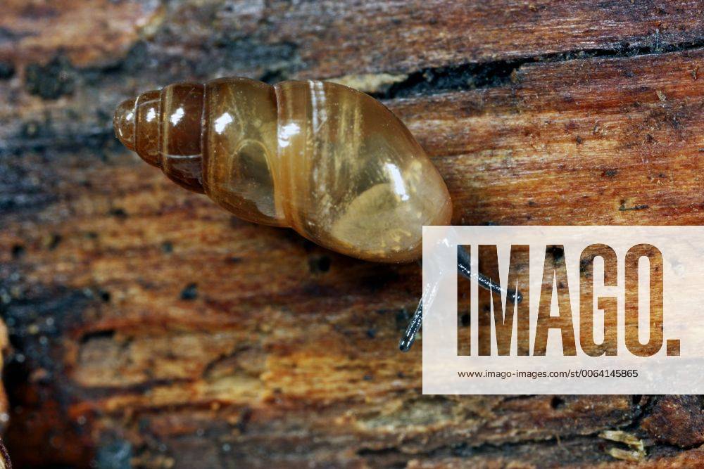 Gemeine Achatschnecke, Gemeine Glattschnecke, Glatte Achatschnecke ...