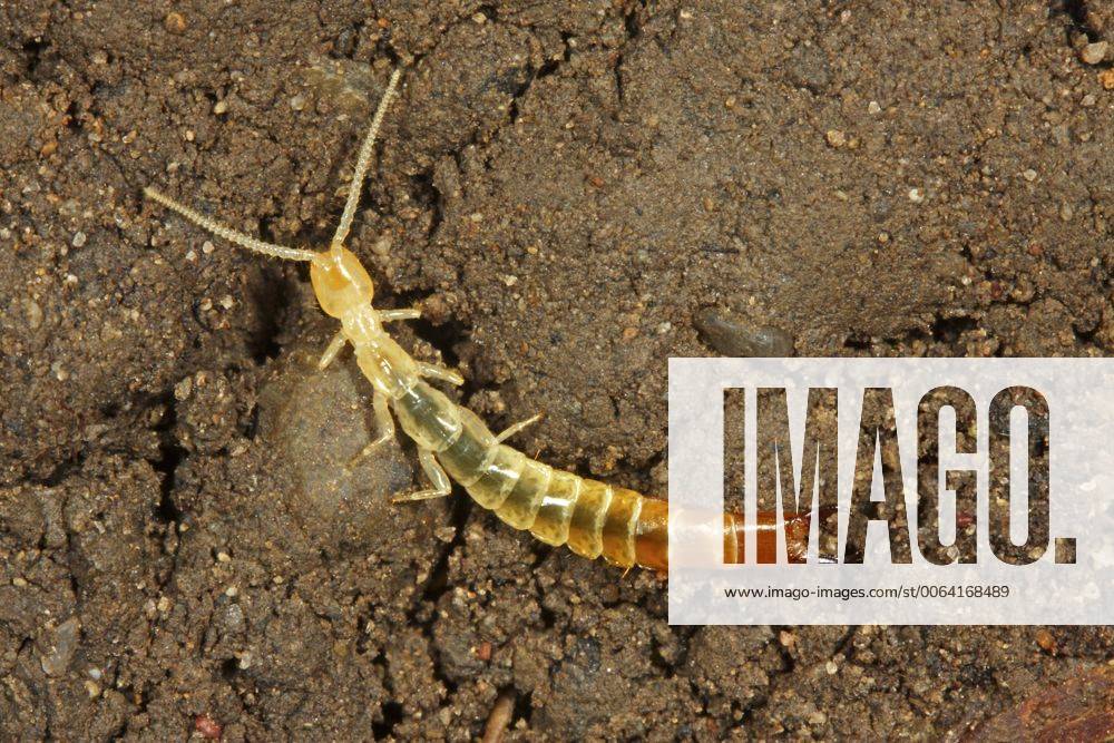 Zangenschwanz, Doppelschwanz (Japygidae, Japygids), auf dem Boden ...