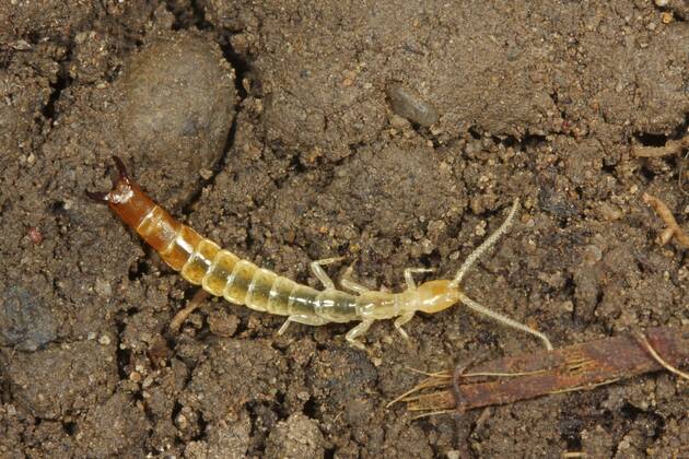 Zangenschwanz, Doppelschwanz, auf dem Boden Earwig like entroph, on the ...