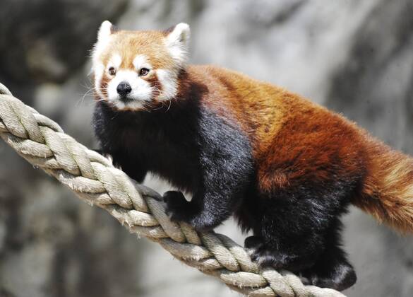 Kleiner Panda Männchen Zanda, auch Katzenbär oder Roter Panda genannt ...