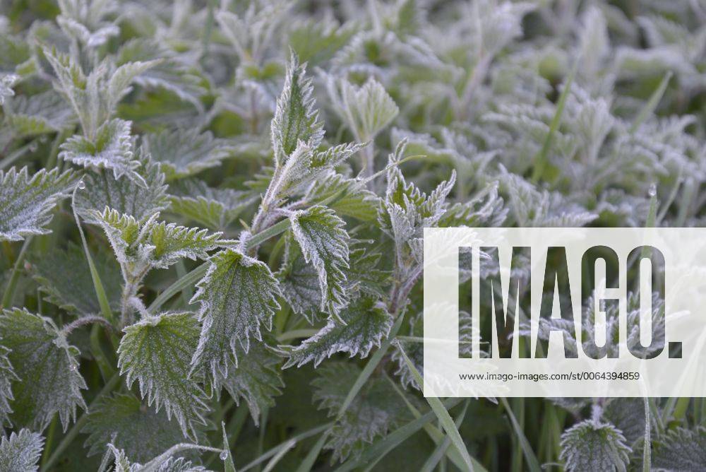 April 26, 2015 - Stockport, England, UK - Frost encasing nettles in the ...