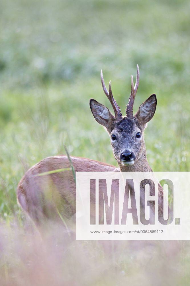 One Roe Deer (Capreolus capreolus) buck looking towards to the ...