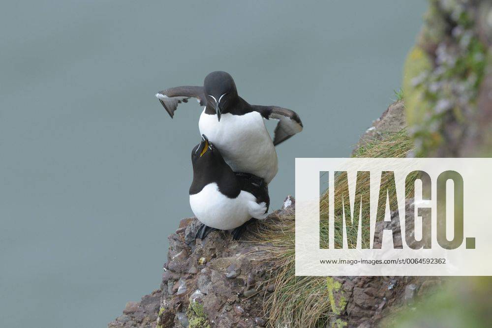 Pair of Razorbills mating on cliff, Scotland, Aberdeenhire, Fowls Heugh ...