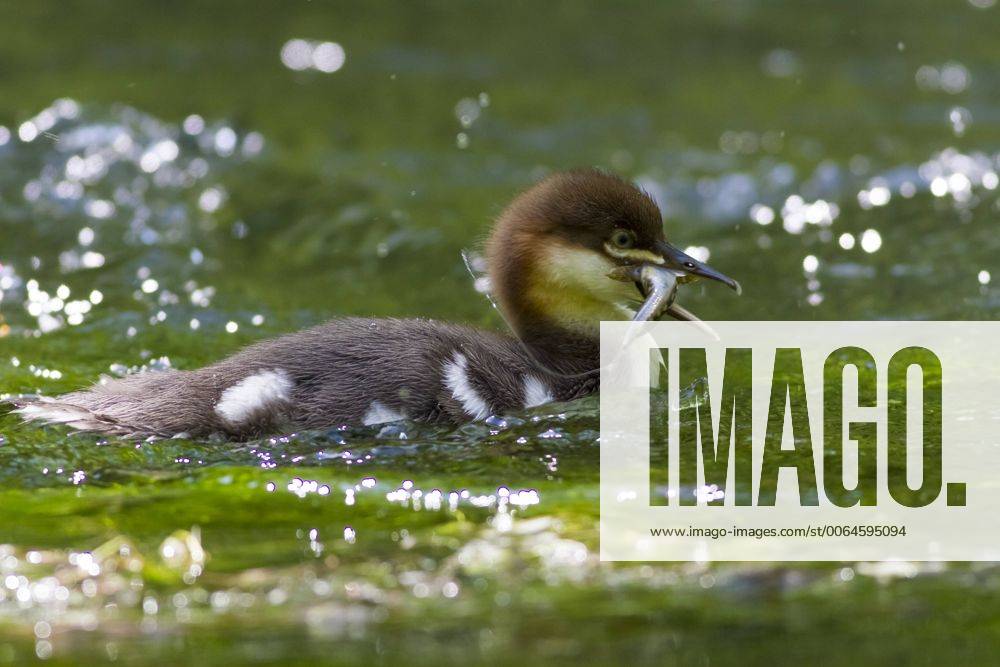 A juvenile Goosander catches a small fish, England, Derbyshire ...