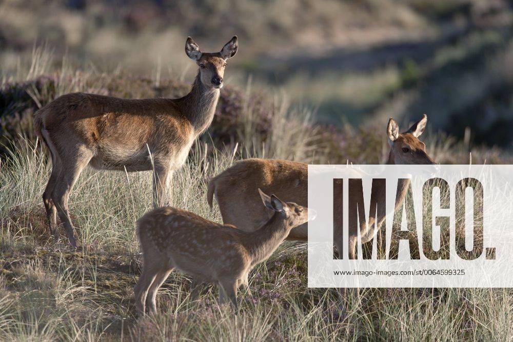 Red Deer (Cervus elaphus) hinds and calf in heath, Denmark Red Deer ...