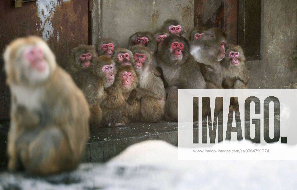 SAPPORO, Japan - Japanese monkeys snuggle to keep warm under the eaves ...