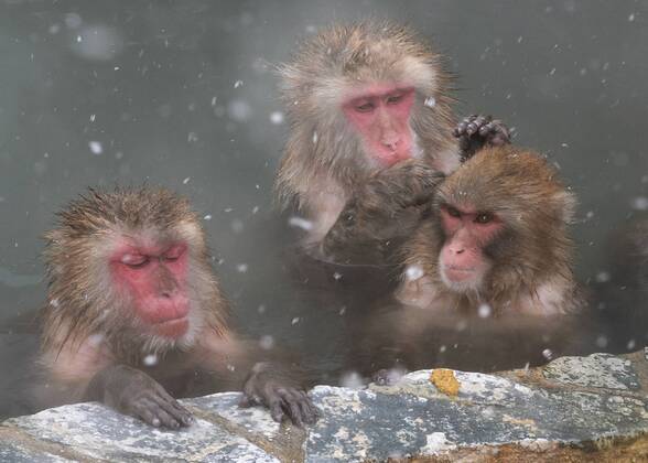 HAKODATE, Japan - Monkeys look relaxed in an open-air hot spring bath ...