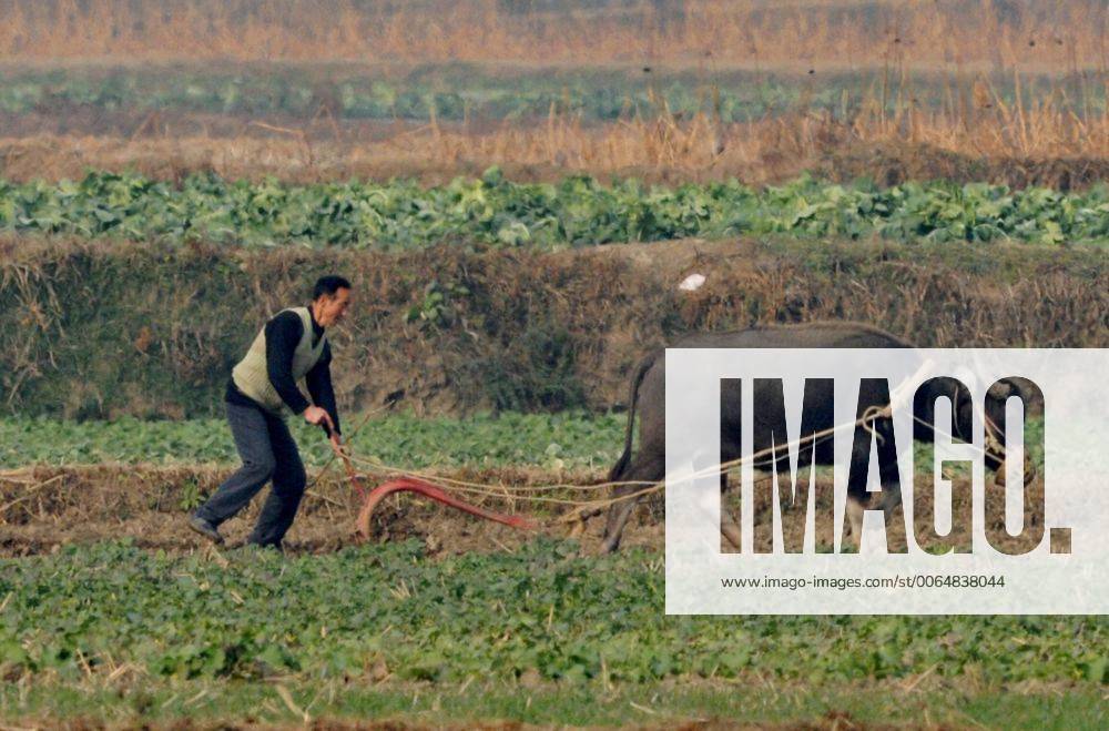 BEIJING, China - A farmer is uses cattle to plow a rice field in a ...
