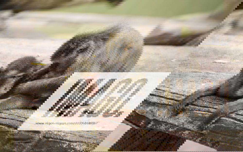 Rhesusaffe (Macaca mulatta) wird entlaust, Tierpark Rom, Latium ...