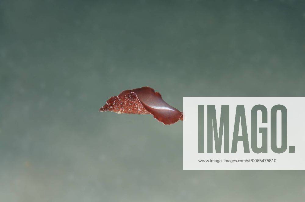 Oct. 15, 2014 - Bohol Sea, Philippines - Marine Flatworm or Humongo ...