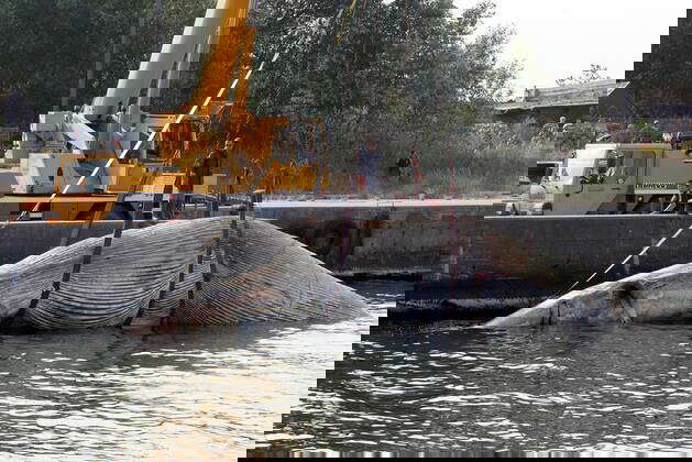 AKTUELLES ZEITGESCHEHEN Polen: toter Wal im Hafen von Hel, Polen - Action extracting huge dead