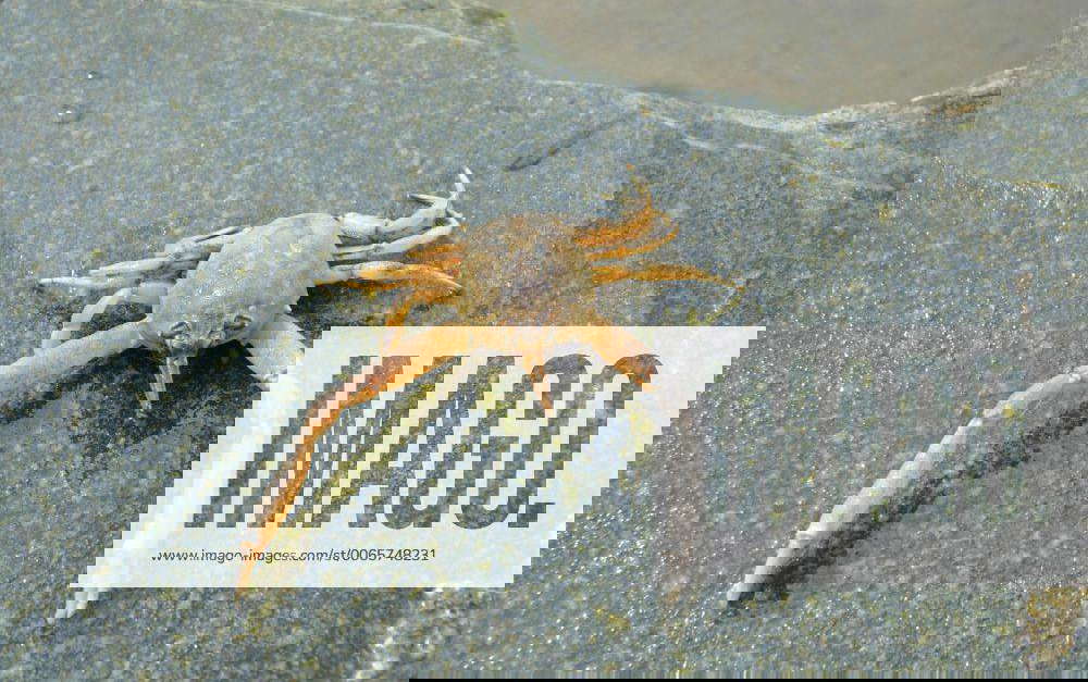 Maskenkrabbe, Antennenkrebs, Helmkrabbe, Helm-Krabbe, Masken-Krabbe ...