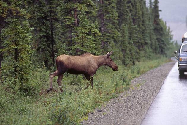 Alaskaelch, Alaska-Elch, Alaska Elch (Alces alces gigas), Elchgeweih ...
